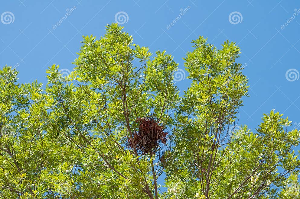 Squirrel Nest High Up in a Leafy Tree Stock Photo - Image of background ...