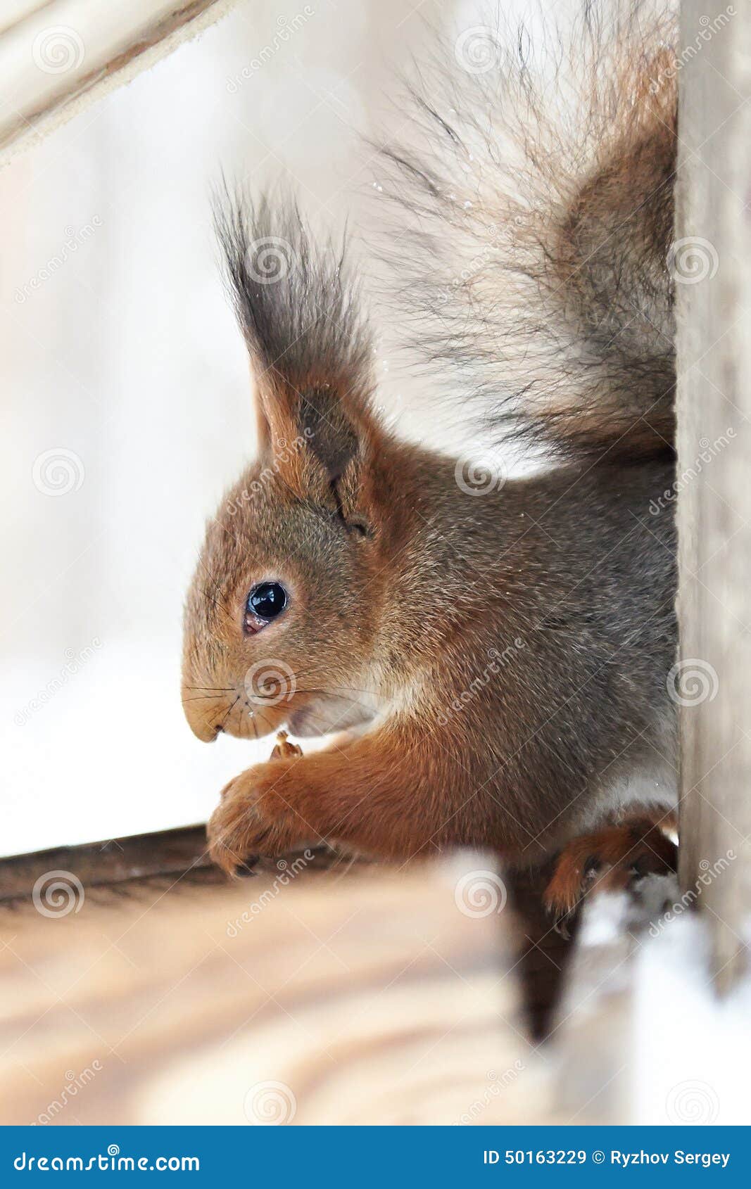 Squirrel nibbles Nut stock image. Image of looking, funny - 50163229