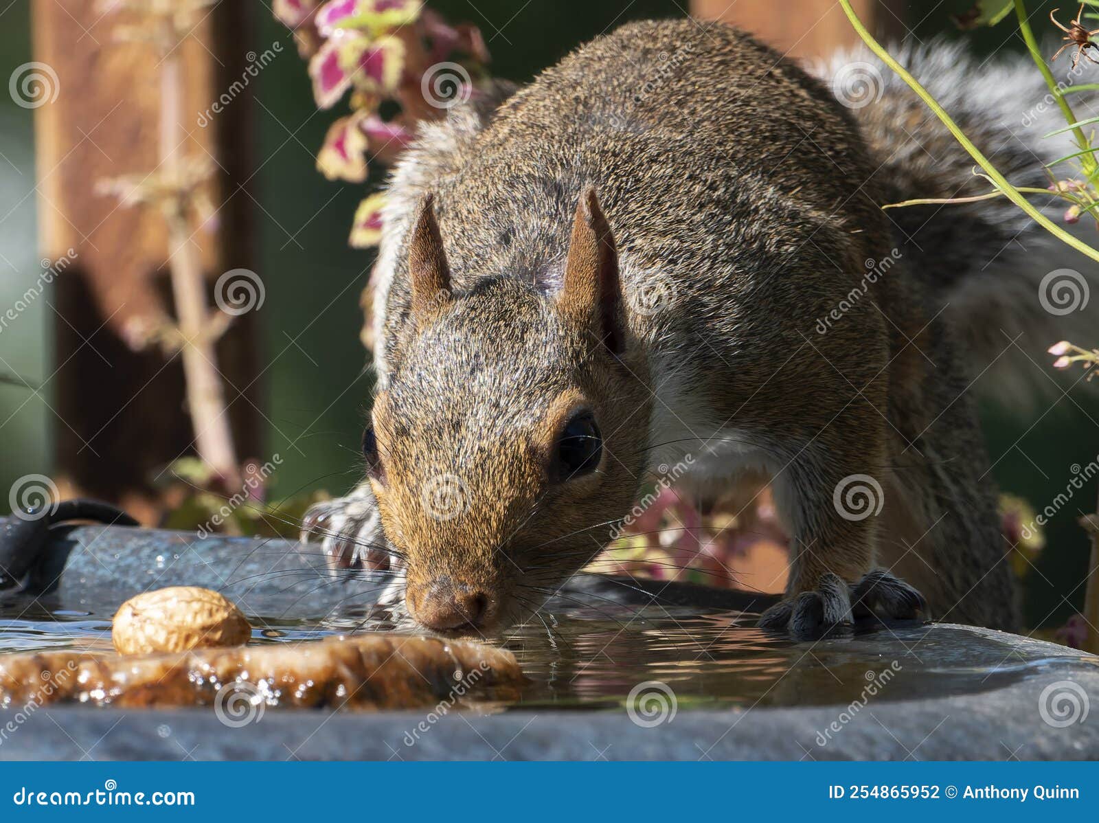 A Squirrel Feeds on the Bird Bath Stock Photo - Image of pest, wildlife ...