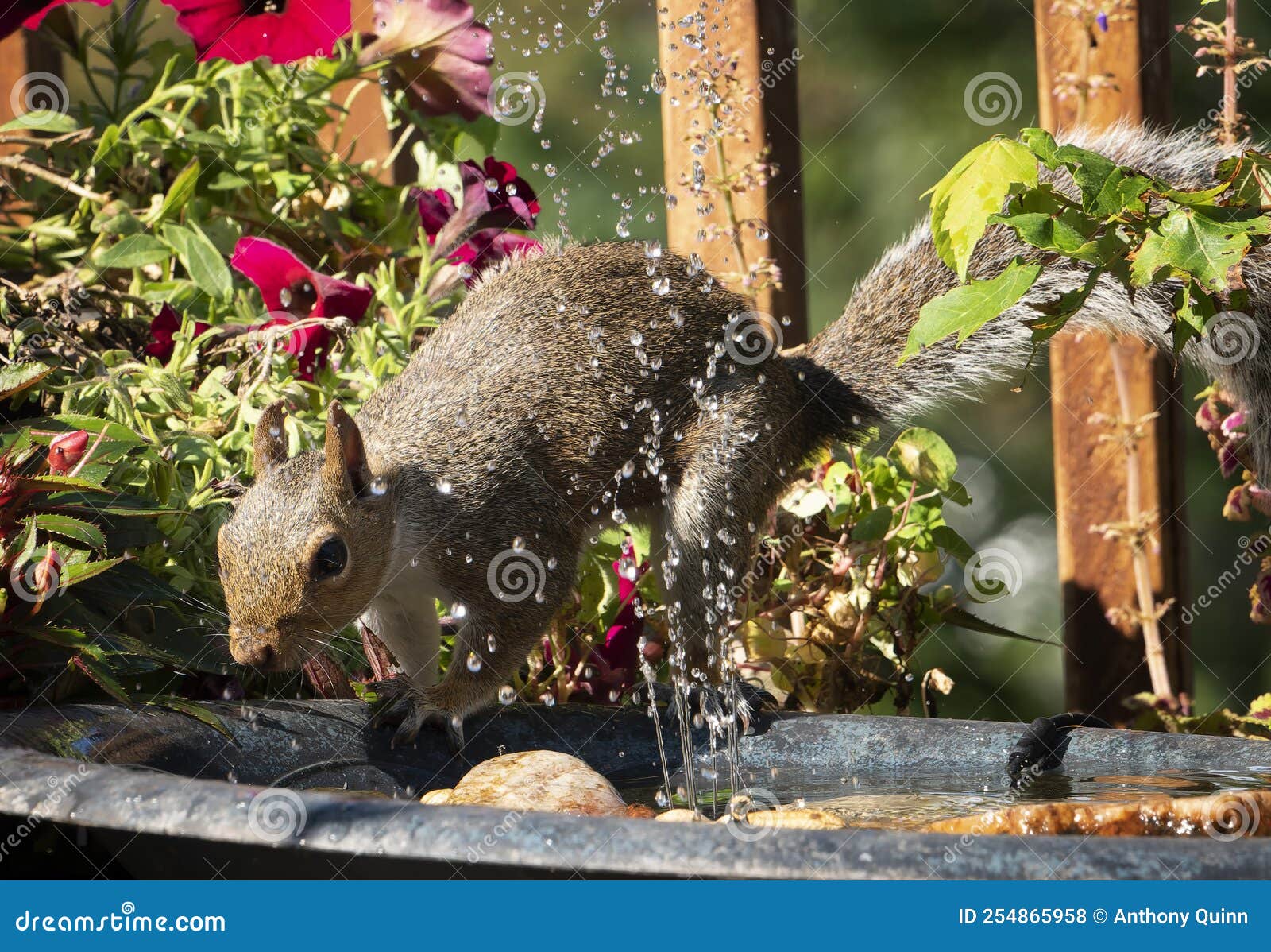 A Squirrel Looks for Food on the Bird Bath Stock Photo - Image of ...