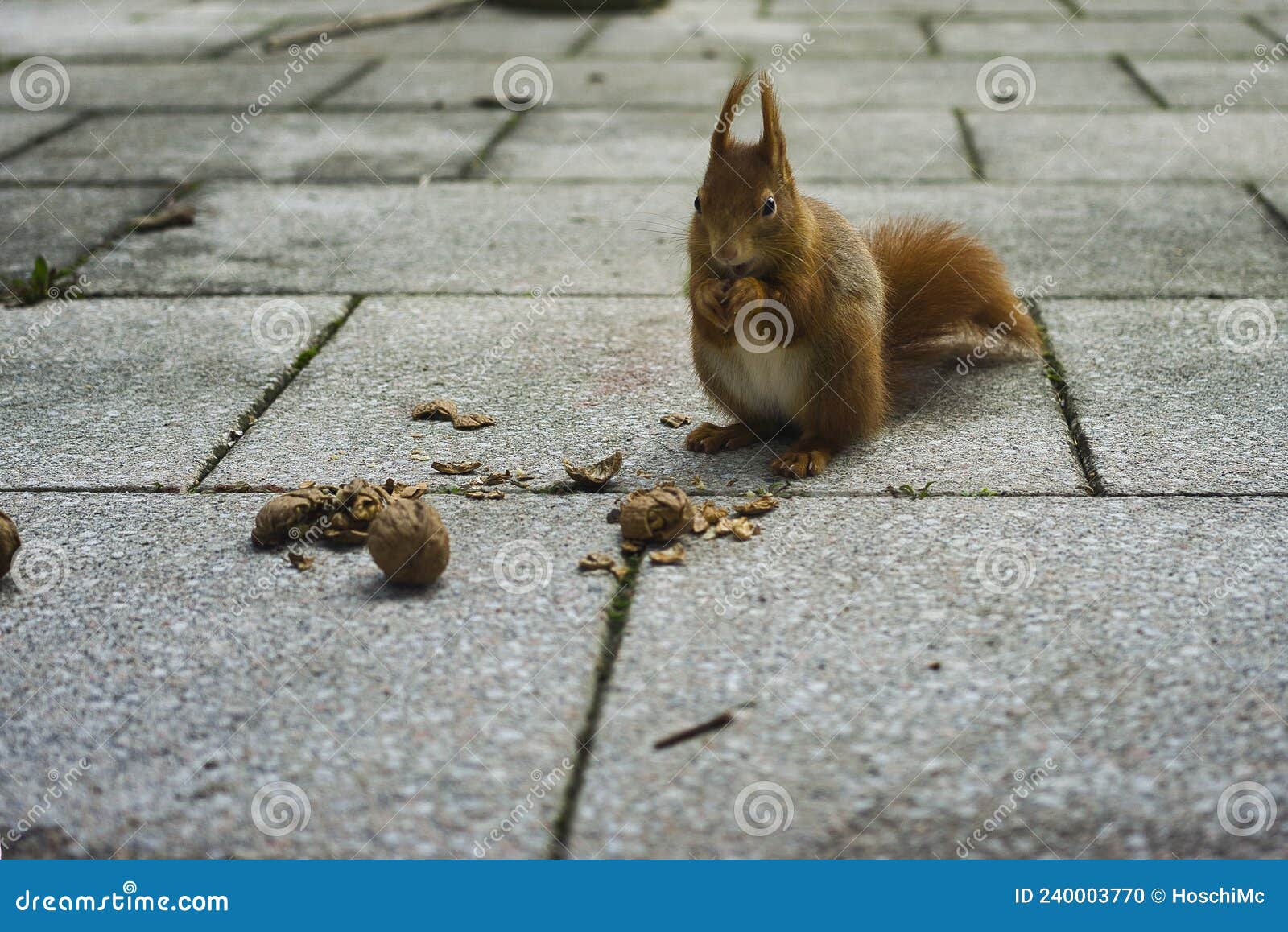 Squirrel nibbling walnuts stock photo. Image of monkey - 240003770