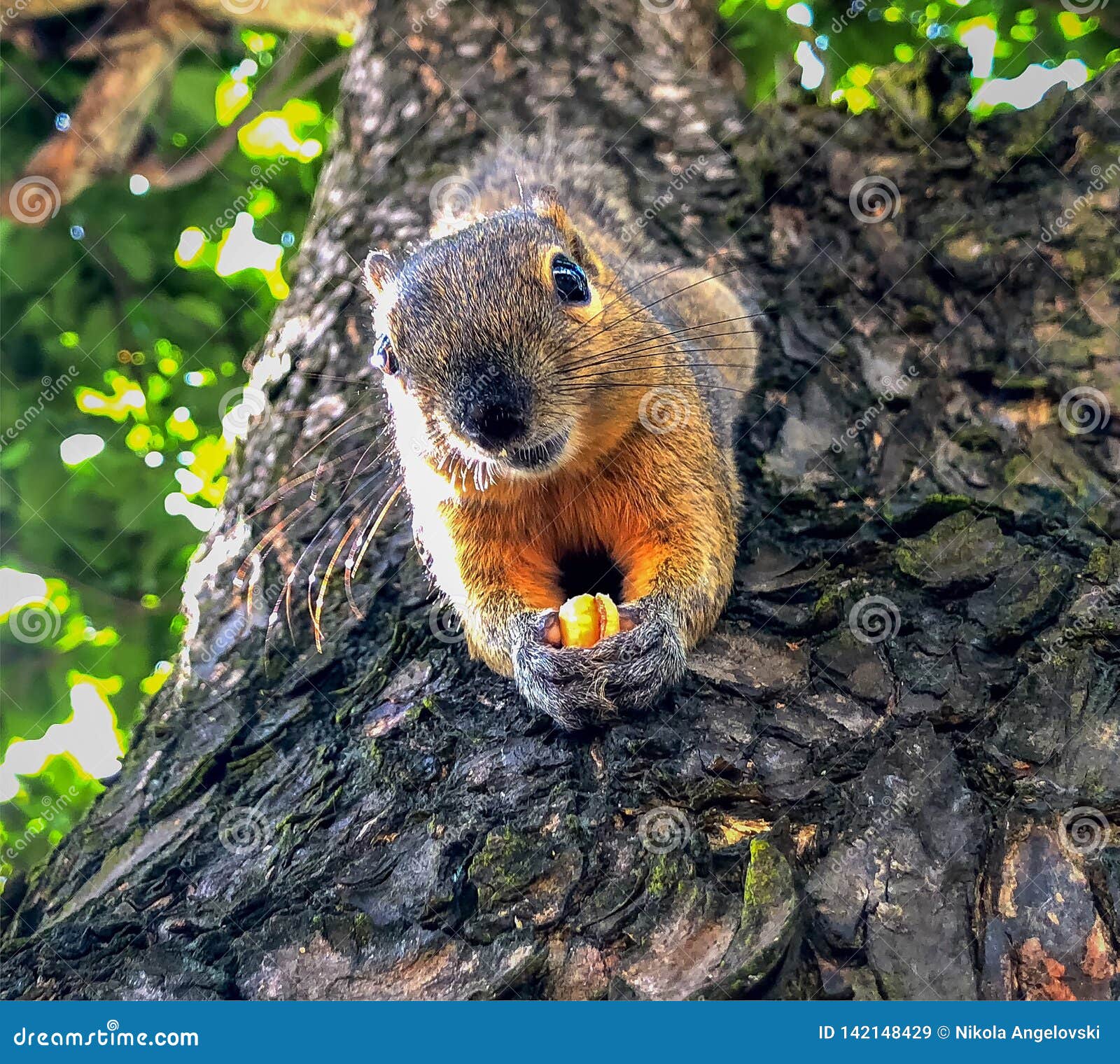 Funny Squriel Stock Photos - Free & Royalty-Free Stock Photos from ...