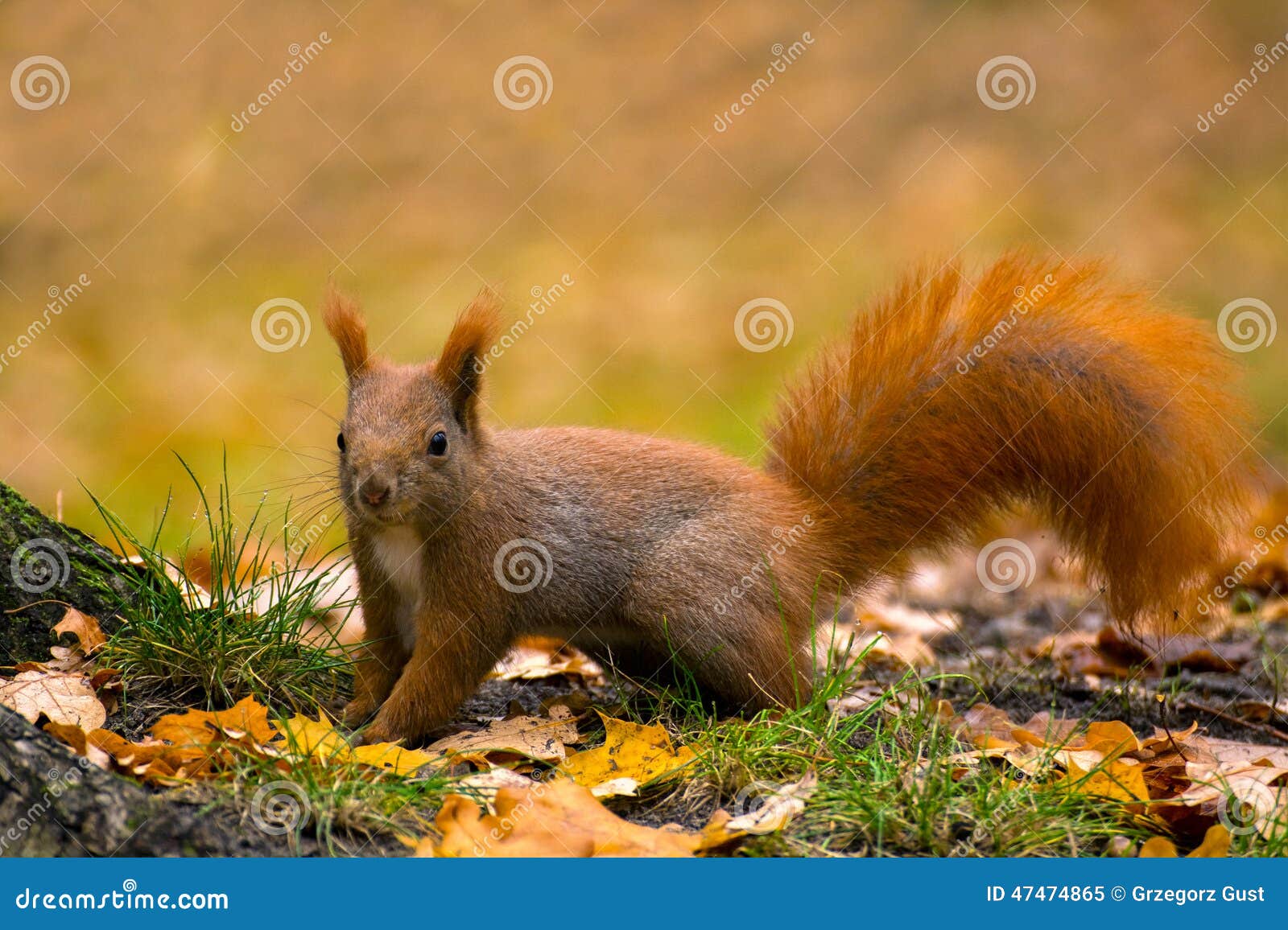 Squirrel stock image. Image of sciurus, cold, brown, tree - 47474865
