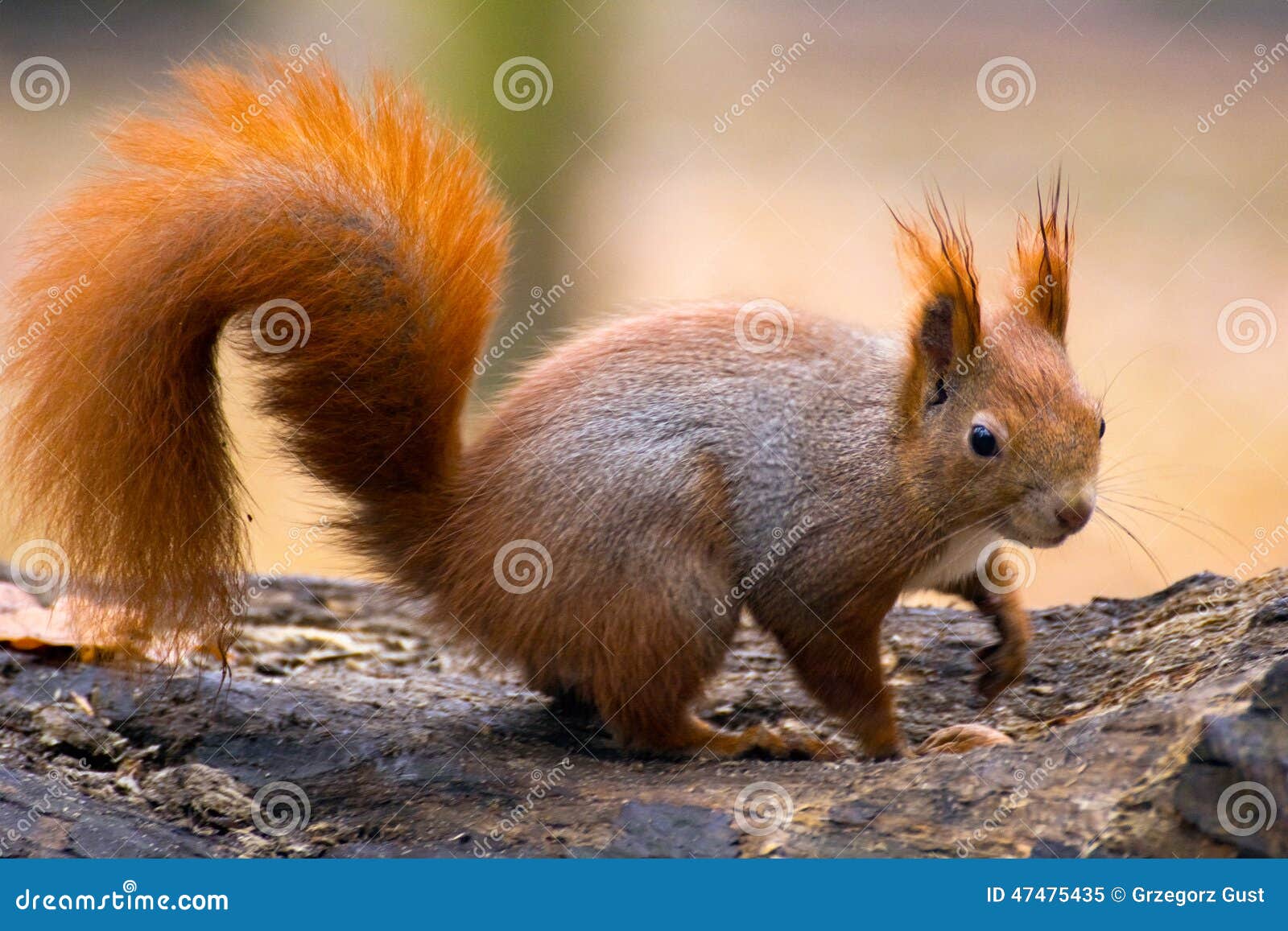 Squirrel stock image. Image of snow, park, feeding, squirrel - 47475435
