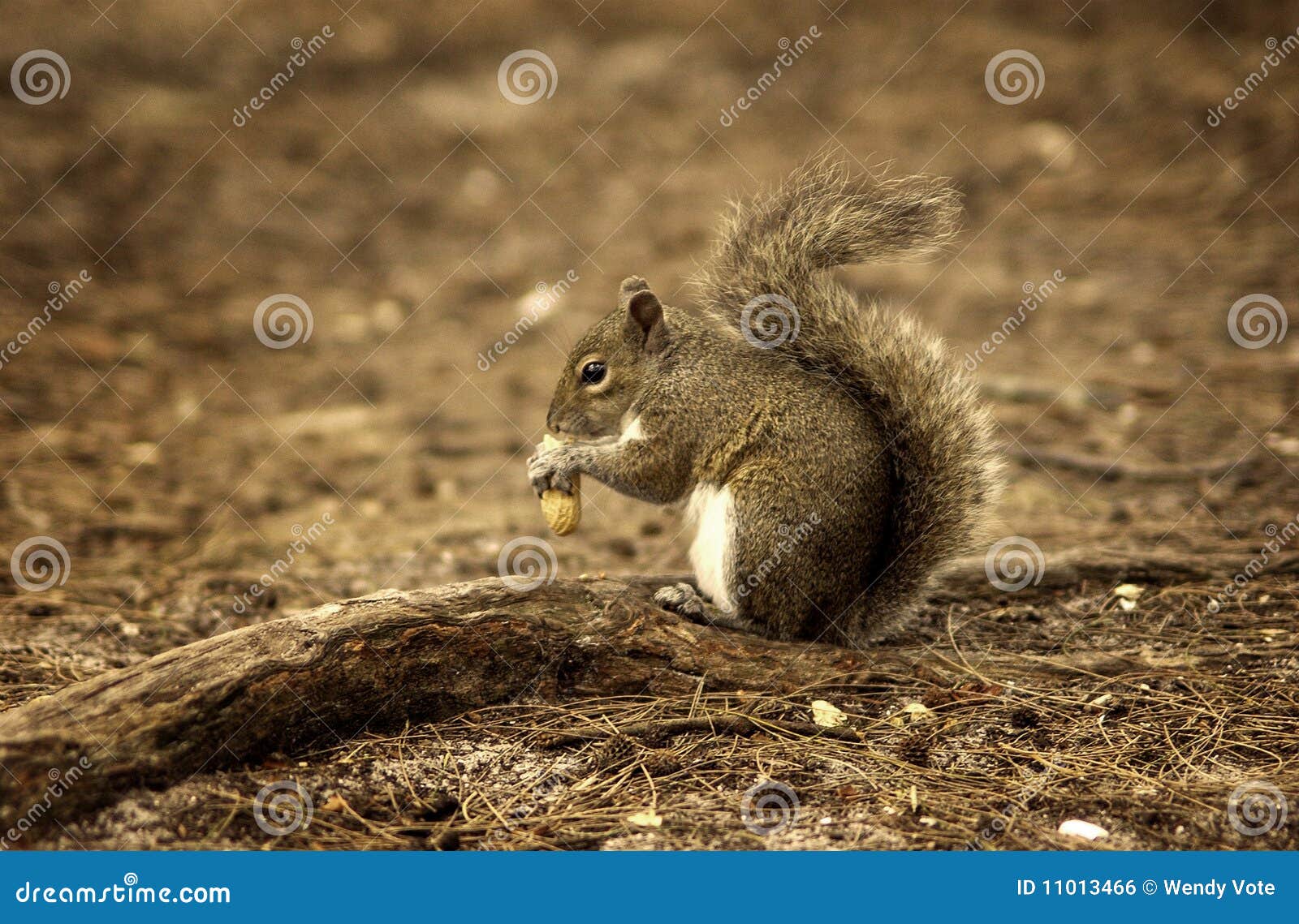Squirrel with nut stock photo. Image of creature, hungry - 11013466