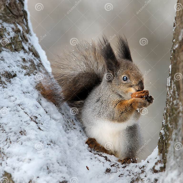 The squirrel with a nut. stock photo. Image of nose, food - 11403364