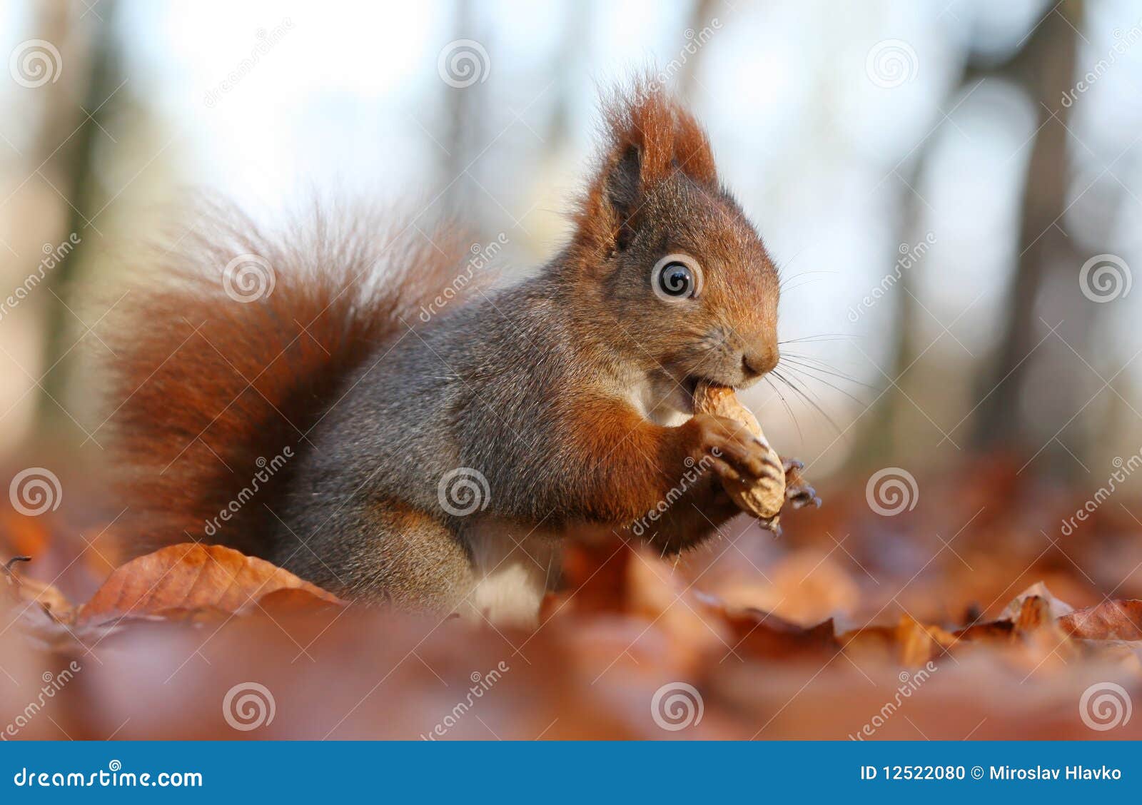 Squirrel with nut stock photo. Image of nurture, wildlife - 12522080