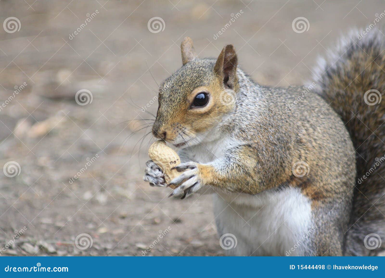 Squirrel with nut stock photo. Image of standing, squirel - 15444498