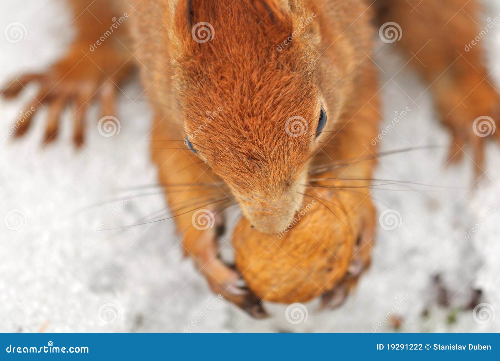 Squirrel with nut stock photo. Image of forrest, fluffy - 19291222