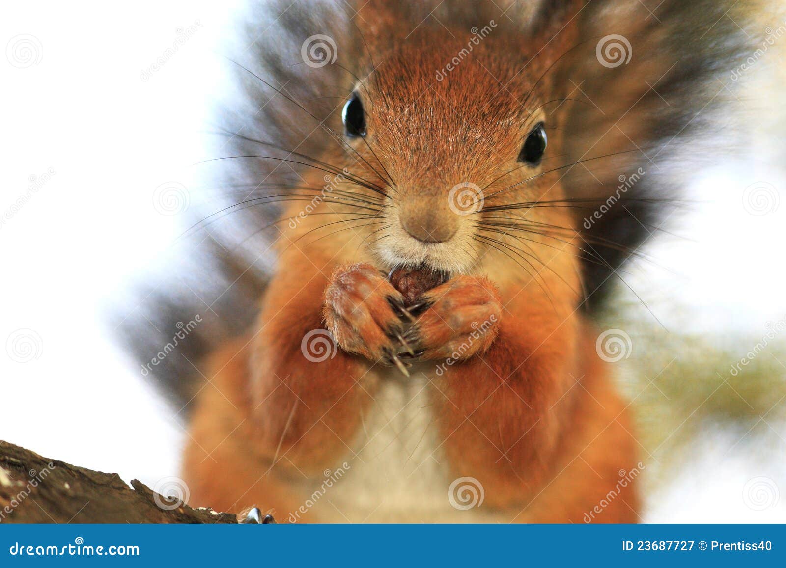 Squirrel with nut stock image. Image of hold, animal - 23687727