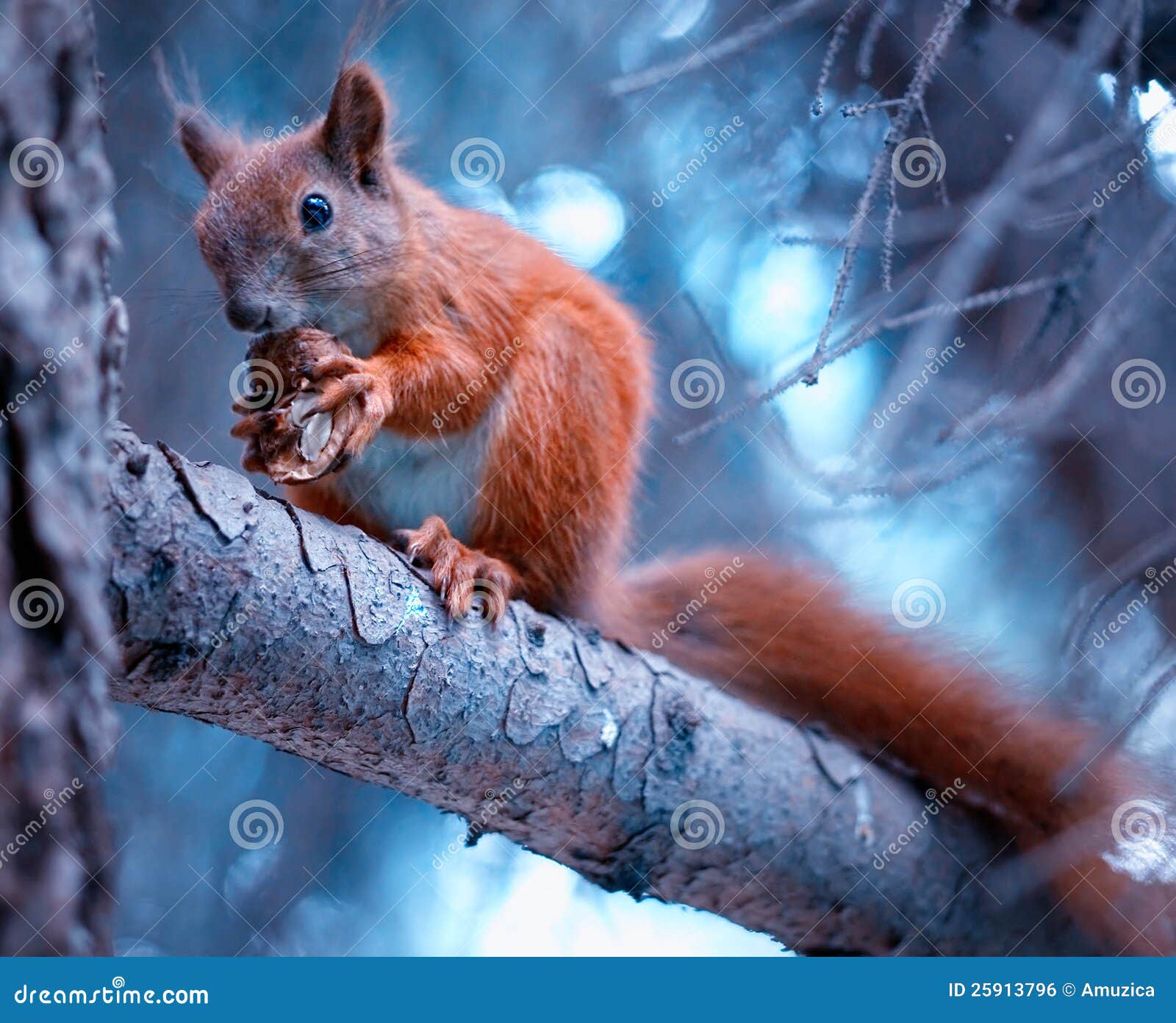 Squirrel with nut stock photo. Image of branch, small - 25913796