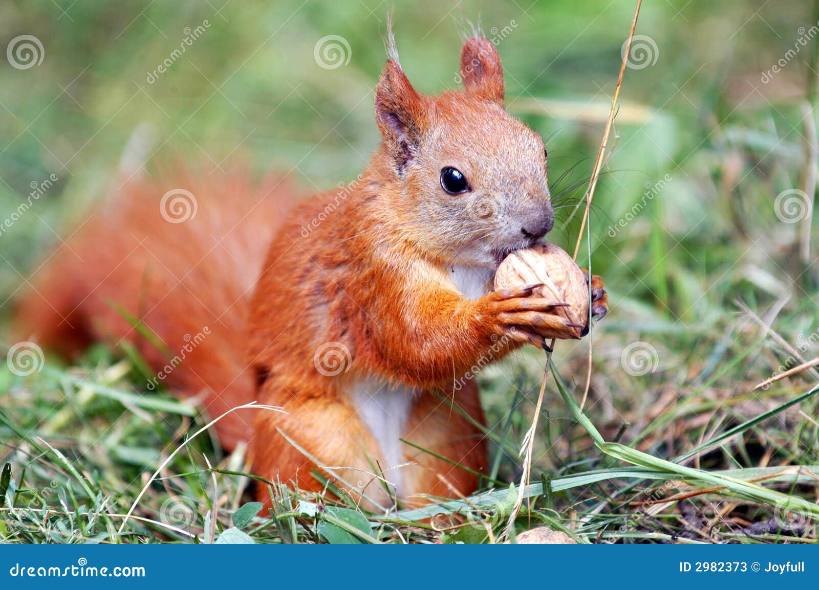Squirrel with a nut stock image. Image of rodent, park - 2982373