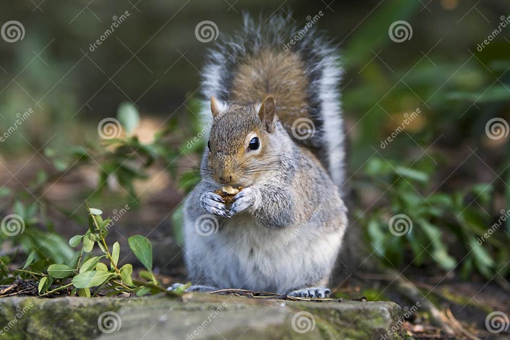 Squirrel ; with nut stock photo. Image of animal, mammal - 4427410