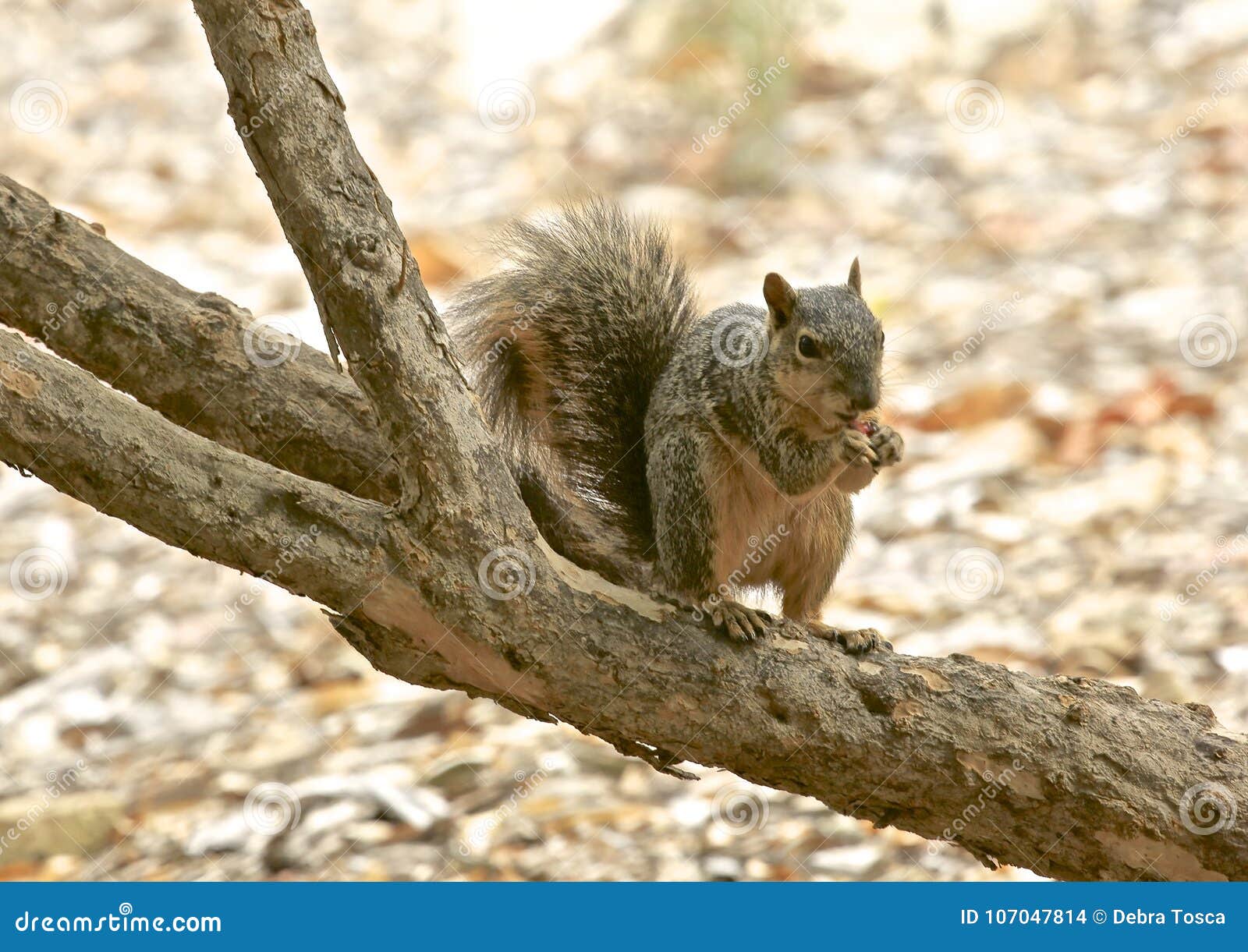 Squirrel nut stock photo. Image of branch, tree, eats - 107047814