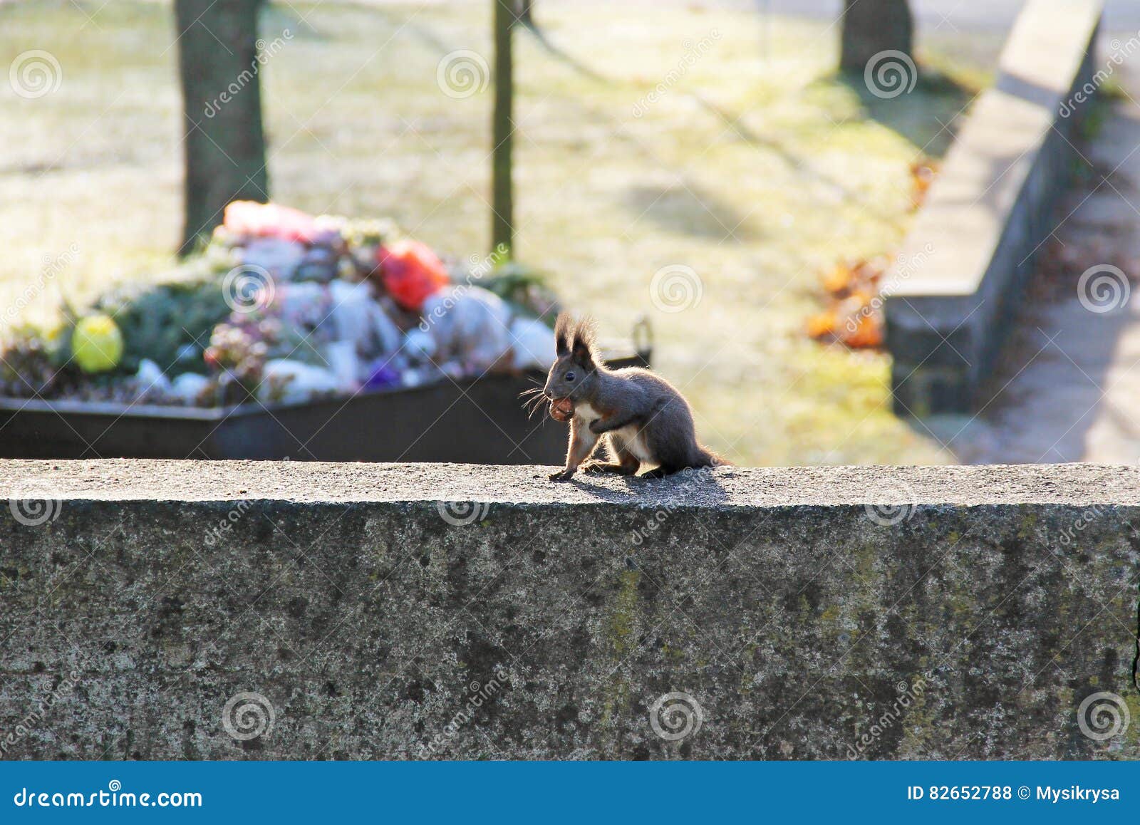 Squirrel with a nut stock photo. Image of nature, environment - 82652788