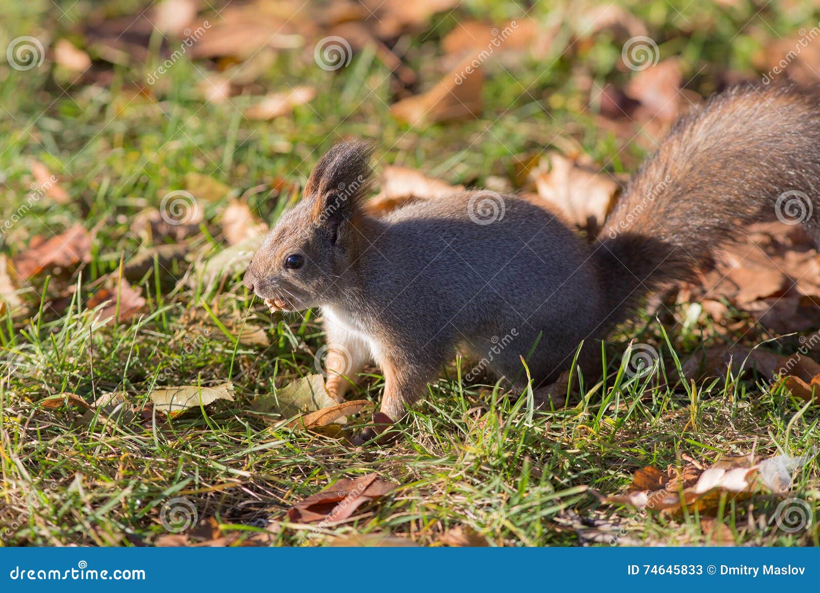 Squirrel with a nut stock image. Image of color, brown - 74645833