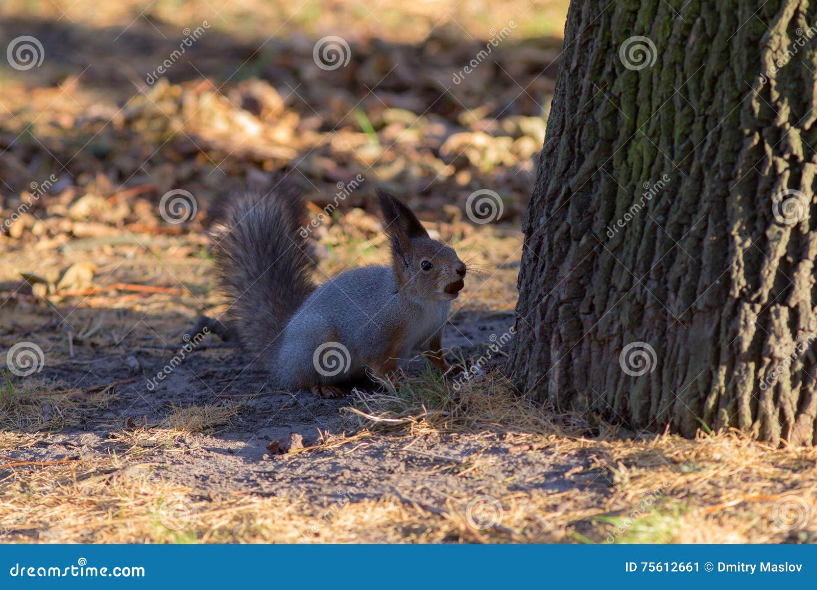 Squirrel with a nut stock image. Image of brown, portrait - 75612661