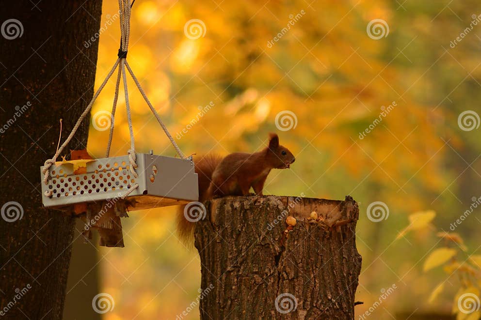 Squirrel stock image. Image of leaf, wildlife, yellow - 288404639