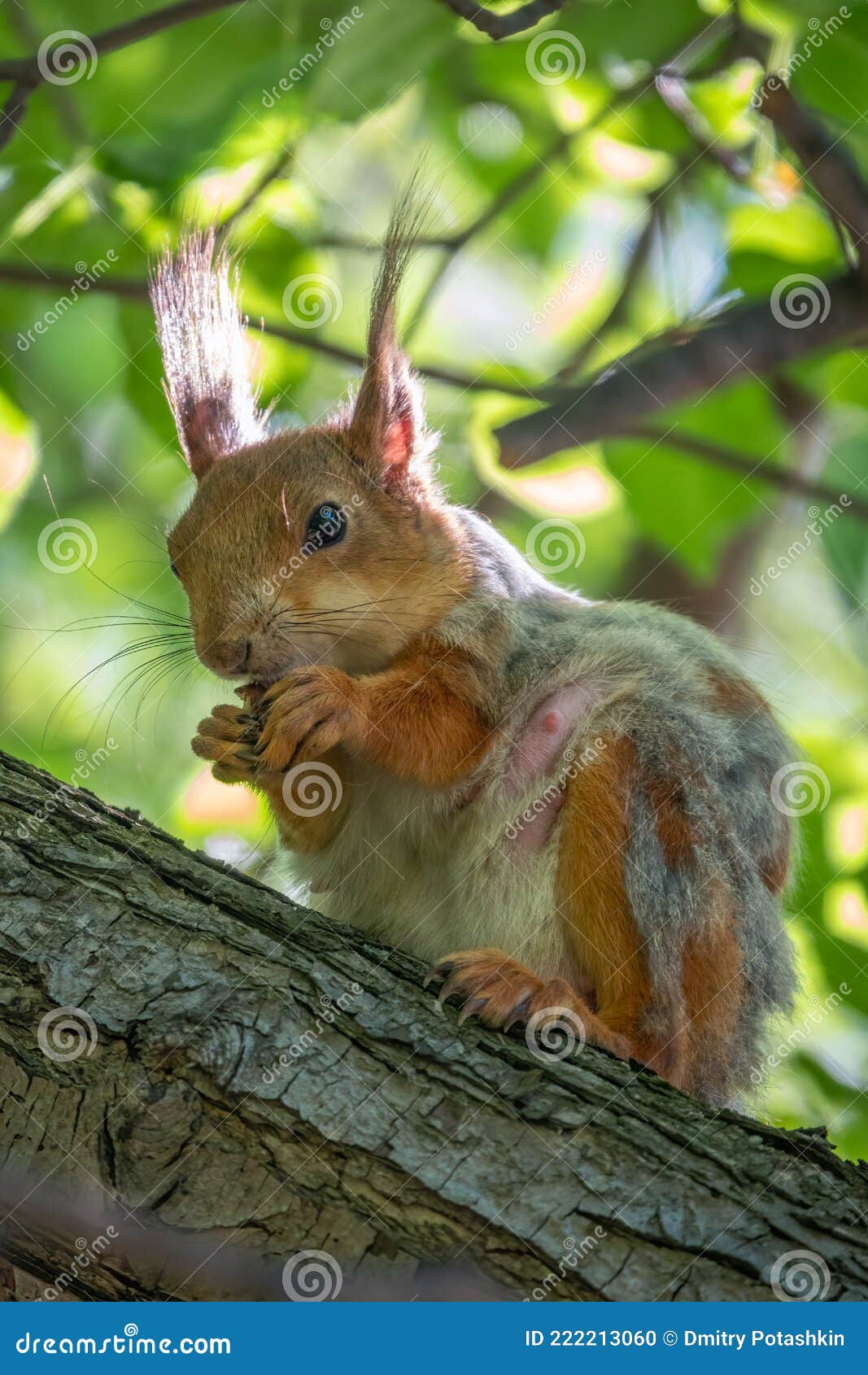 The Squirrel with Nut Sits on a Branches in the Spring or Summer Stock Photo - Image of feeding ...