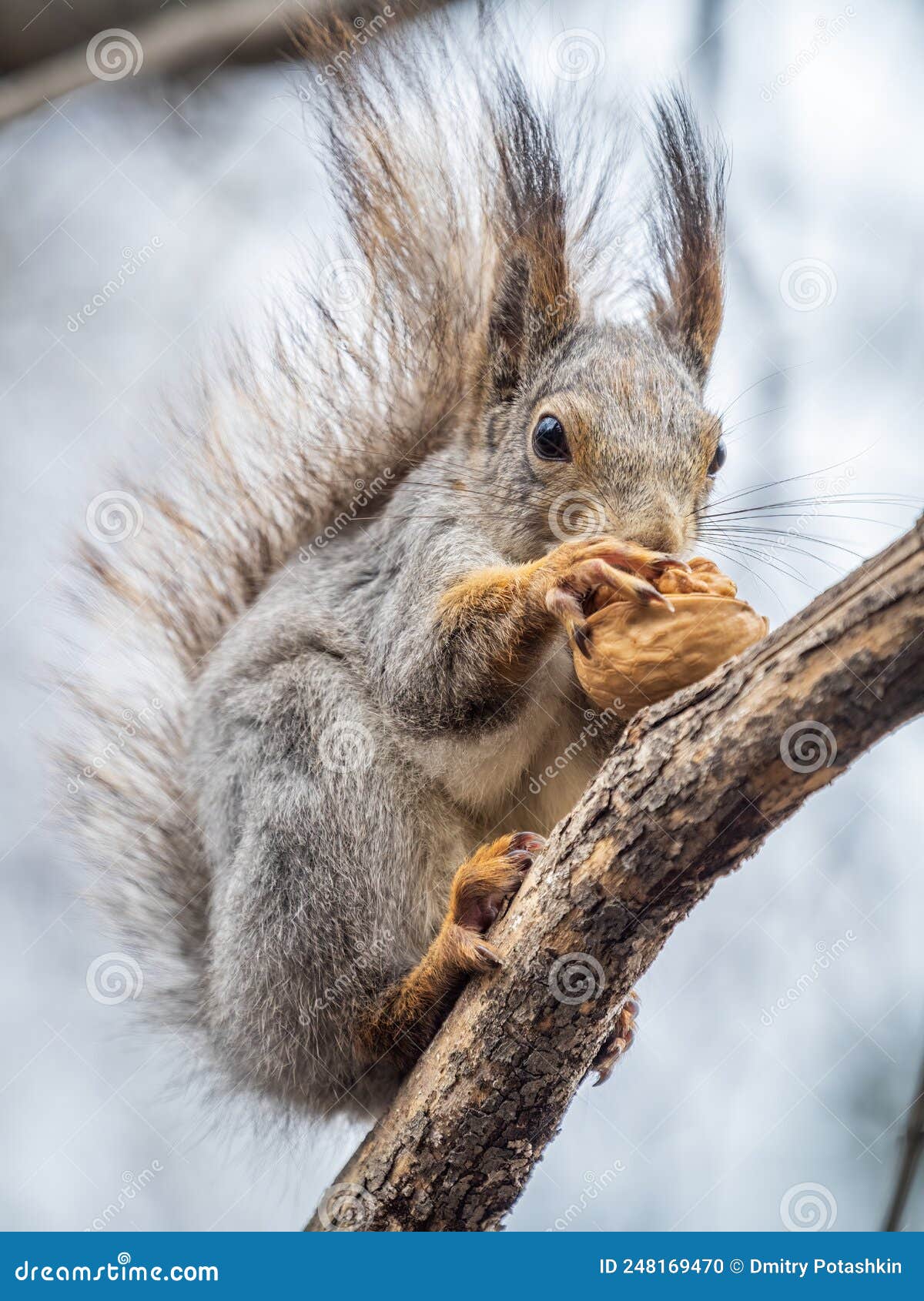 The Squirrel with Nut Sits on a Branches in the Spring or Summer Stock Photo - Image of fluffy ...