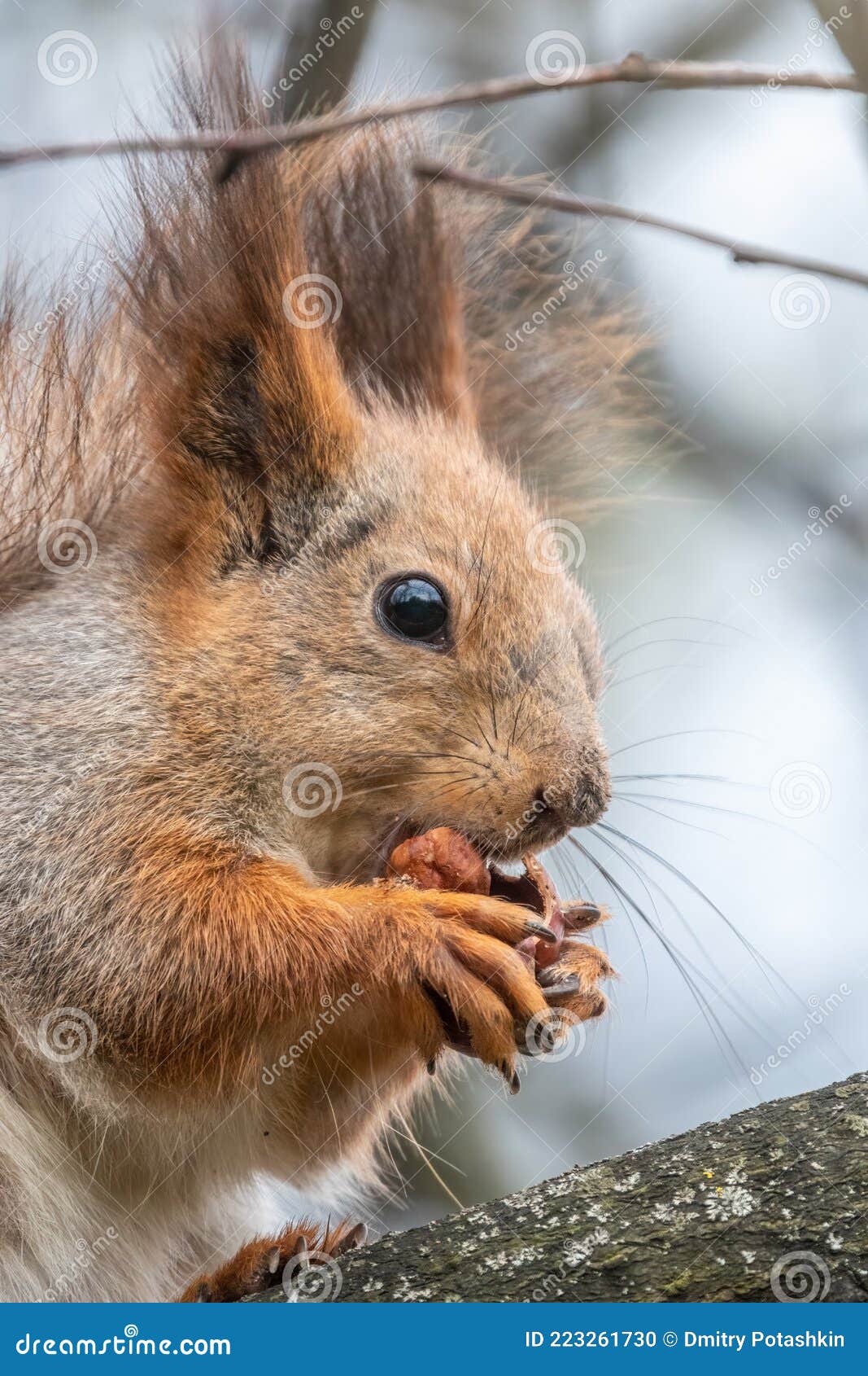 The Squirrel with Nut Sits on a Branches in the Spring or Summer. Portrait of the Squirrel Close ...