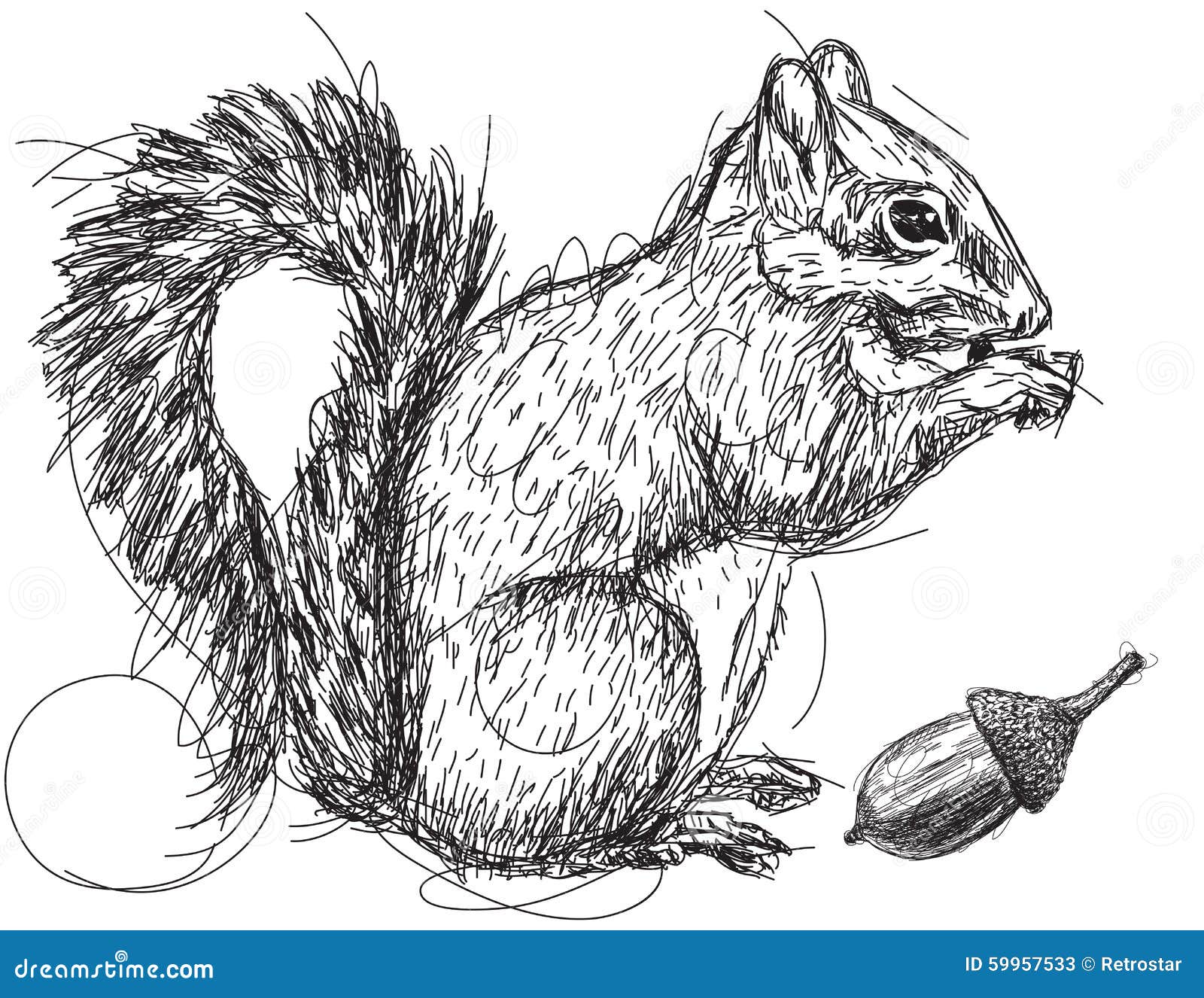 Squirrel nut sketch stock vector. Illustration of cute - 59957533