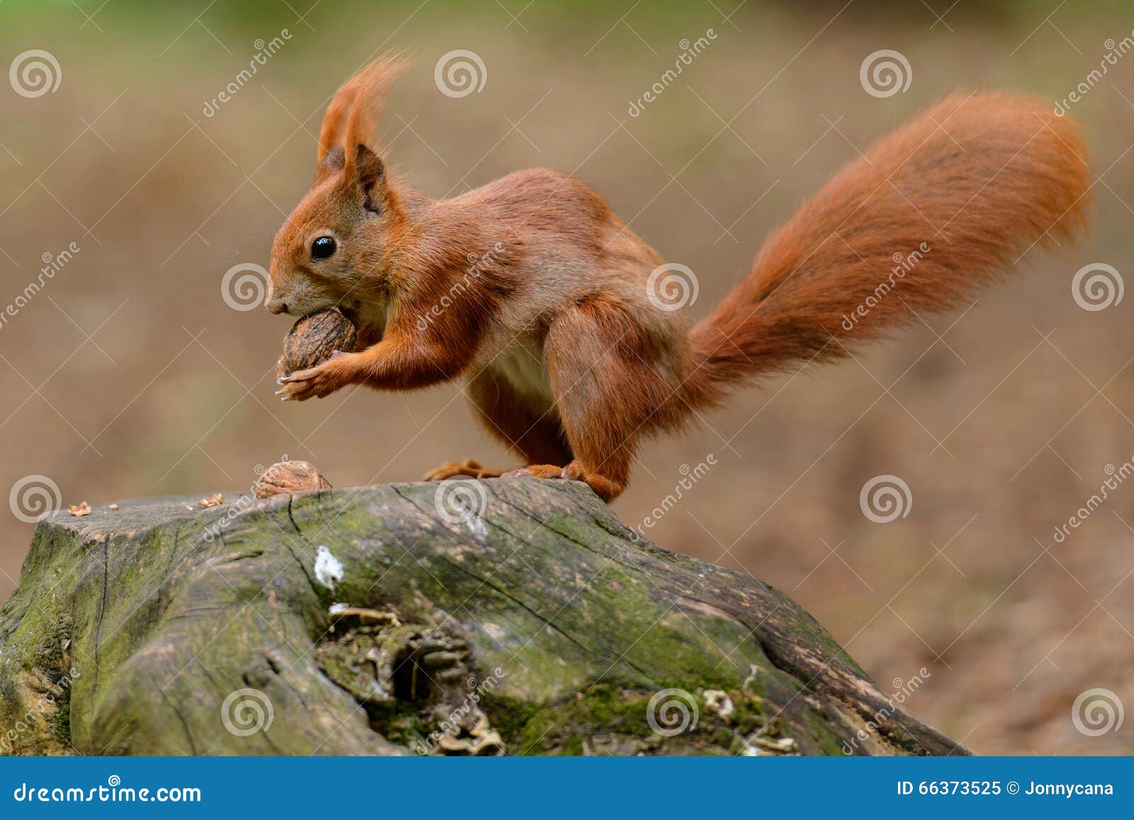 The Squirrel and the Nut on the Stump Stock Image - Image of stump ...