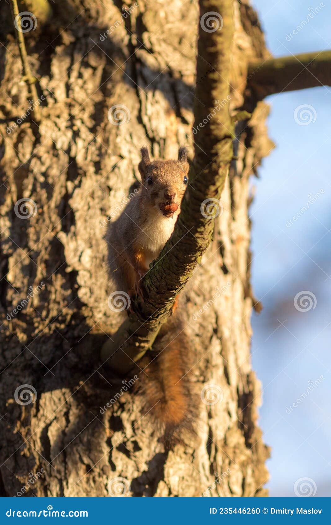 Squirrel with a nut stock photo. Image of fauna, feed - 235446260