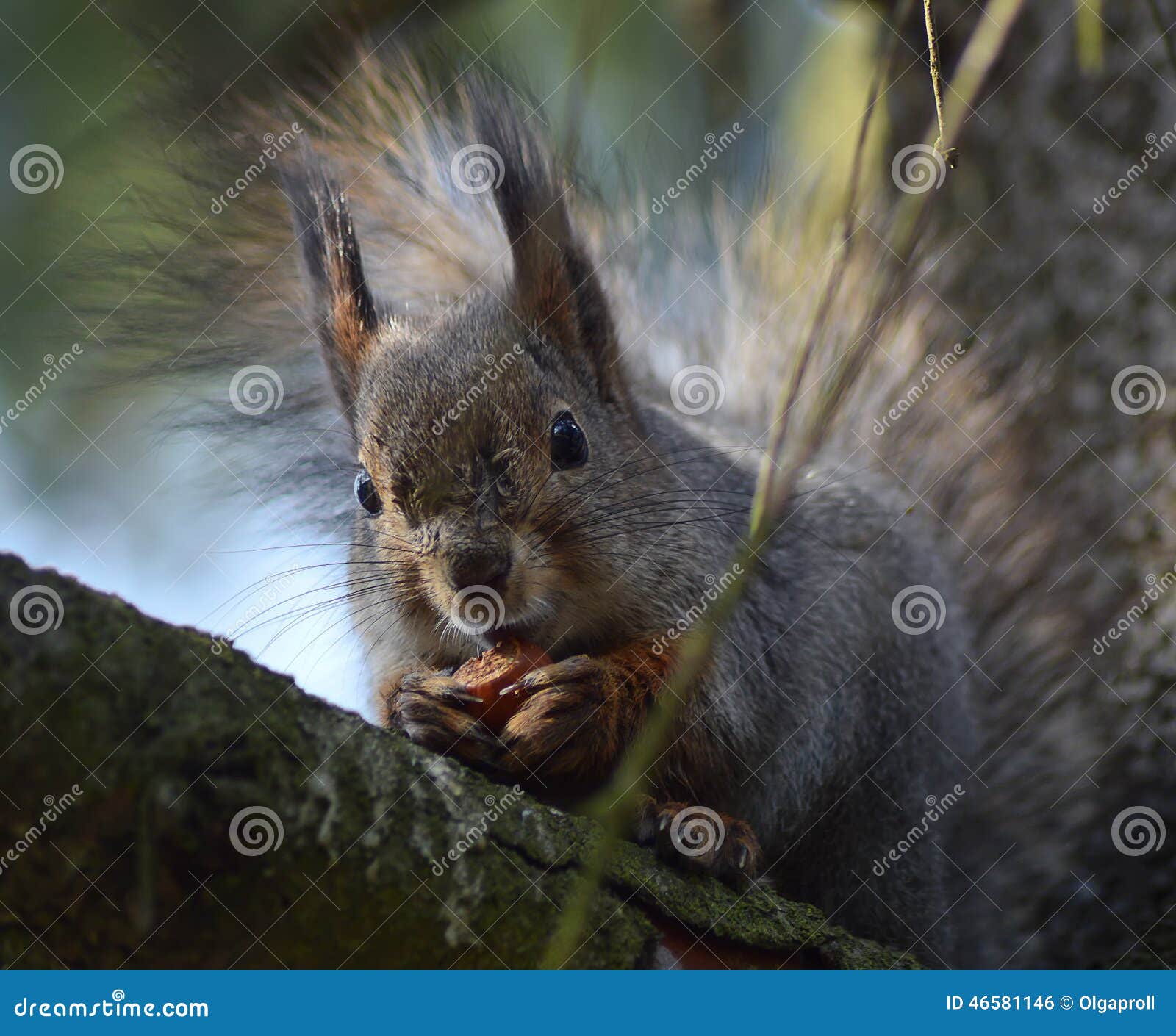 Squirrel with nut stock photo. Image of squirrel, sits - 46581146