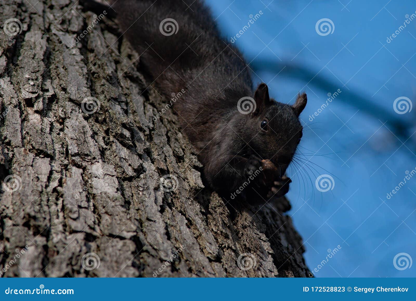 Squirrel with nut on tree stock image. Image of small - 172528823
