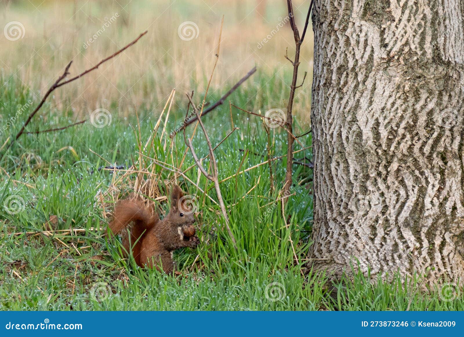 Squirrel with a Nut Under a Tree Stock Photo - Image of branch, mammal ...