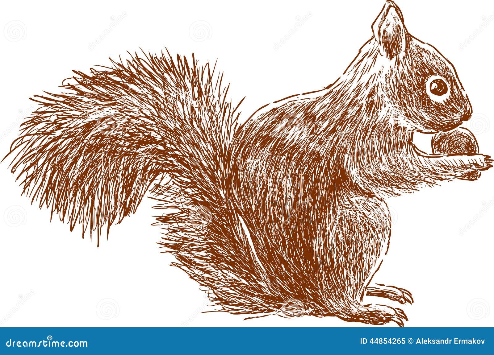 Squirrel with nut stock vector. Illustration of profile - 44854265