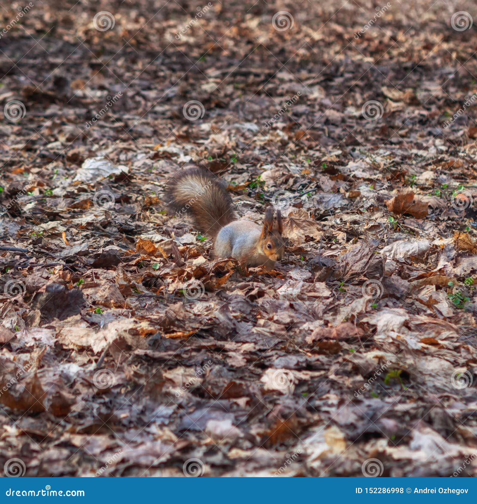Squirrel with Nuts in Fall Foliage Stock Photo - Image of brown, leaves ...