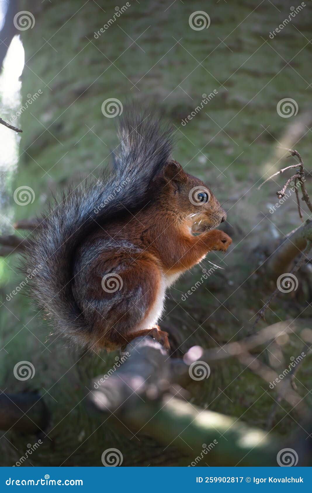 Squirrel with nuts stock image. Image of adorable, furry - 259902817