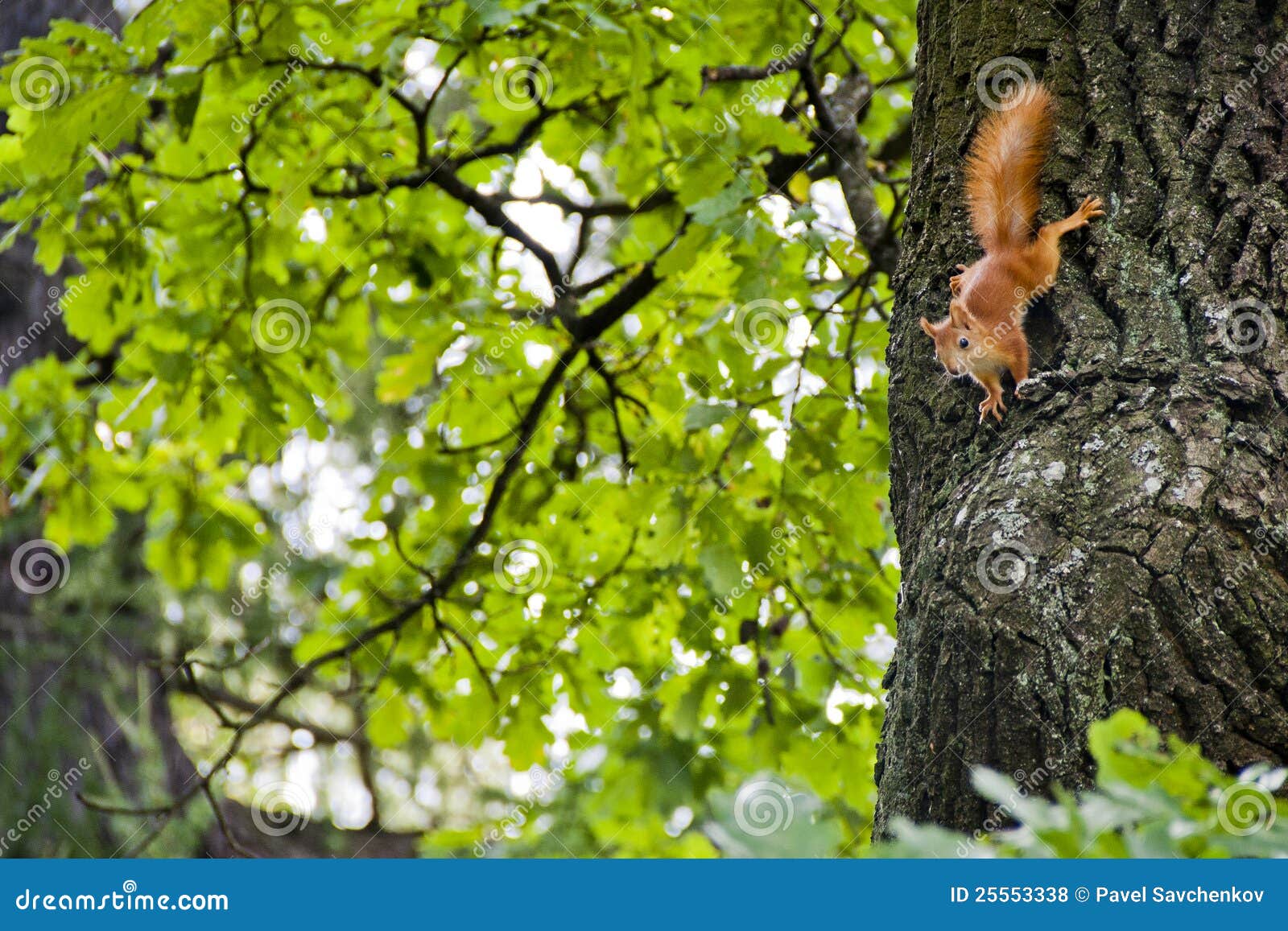 Squirrel on oak stock photo. Image of colored, tourism - 25553338