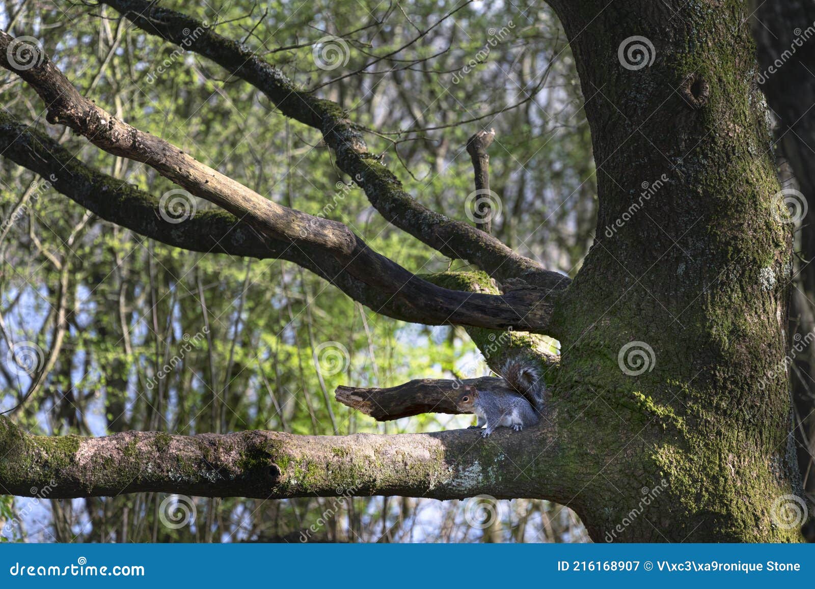 Squirrel on an oak tree stock image. Image of environment - 216168907