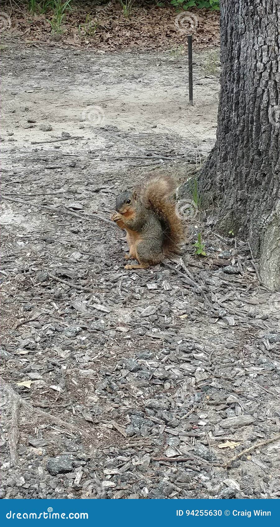 Squirrel stock photo. Image of squirrel, friendly, campsite - 94255630