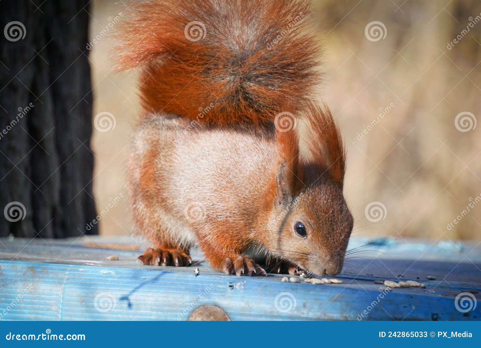 Squirrel - Outdoor Photograph, Selective Focus Stock Image - Image of ...