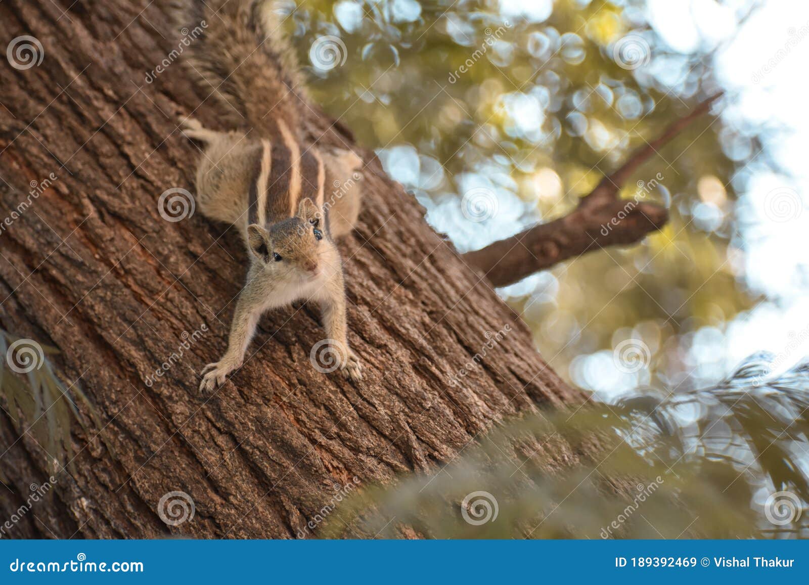 Squirrel Over the Tree with Perfect Pose Stock Image - Image of ...