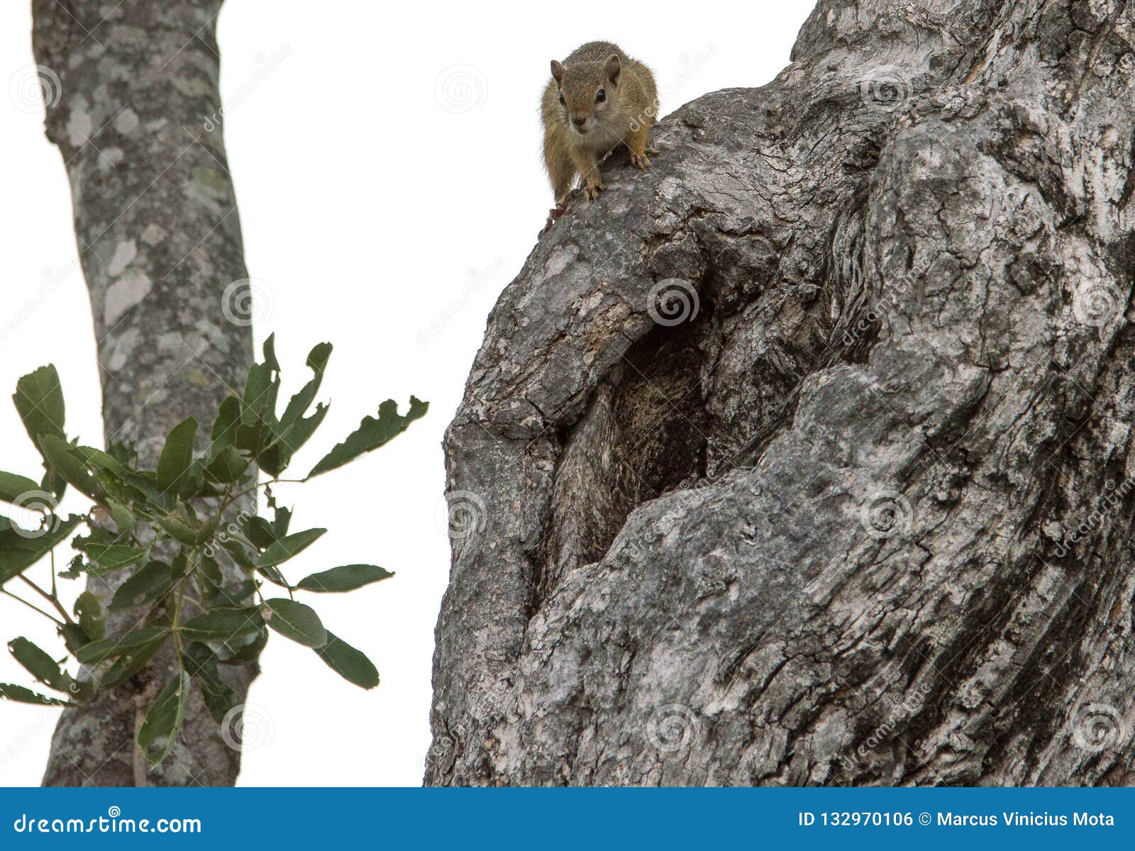 Squirrel over a tree stock photo. Image of animal, nature - 132970106