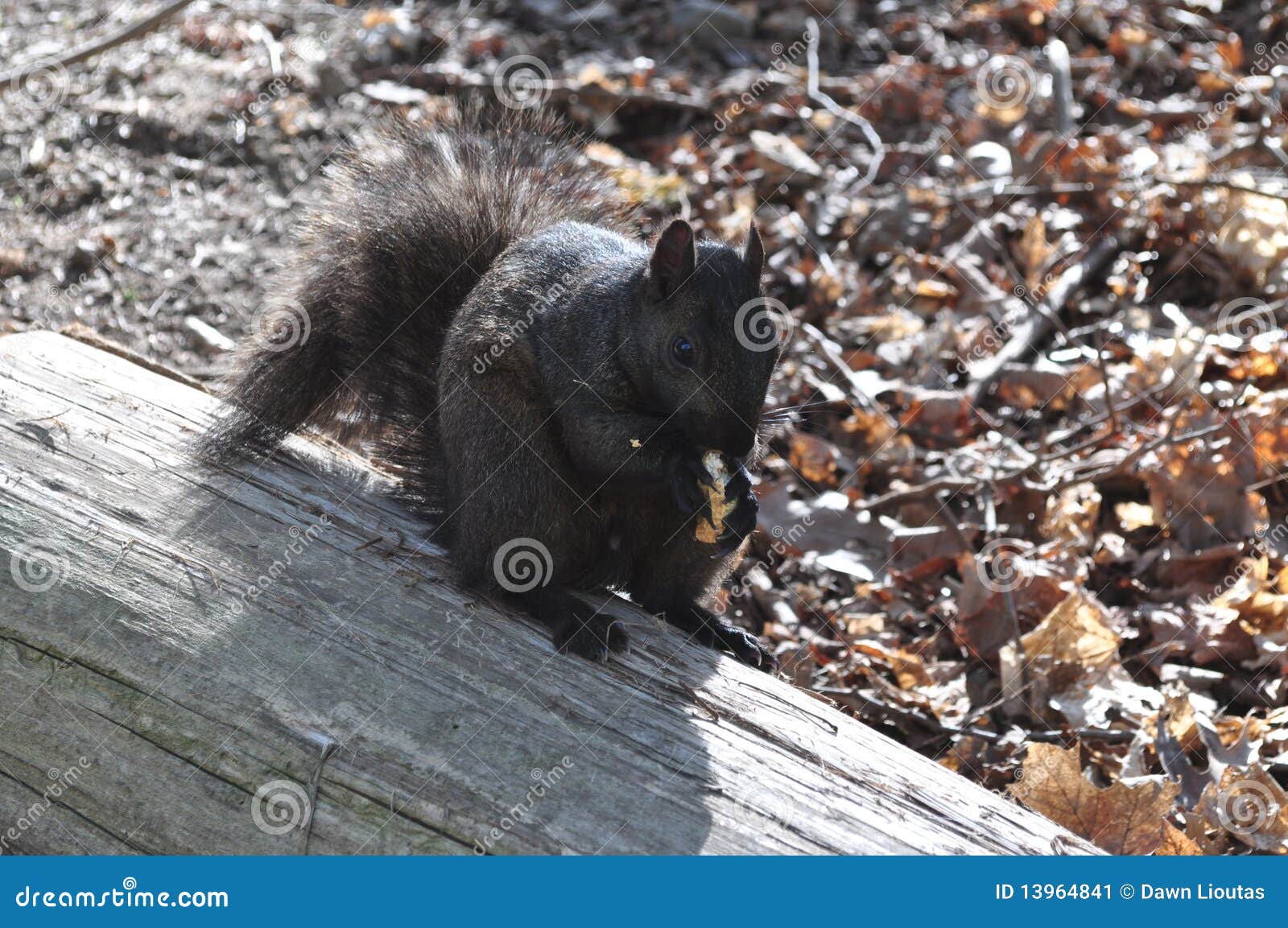 Squirrel in Park stock image. Image of botanical, rodent - 13964841