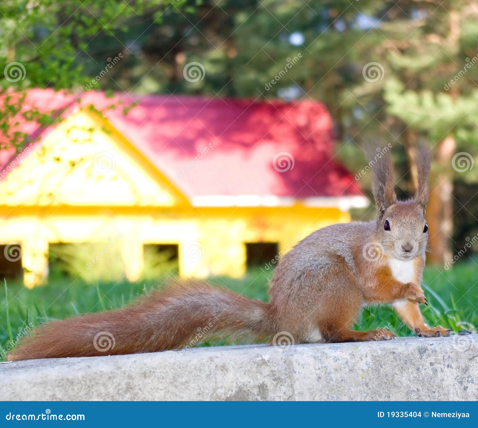 The squirrel in park stock photo. Image of black, outdoor - 19335404