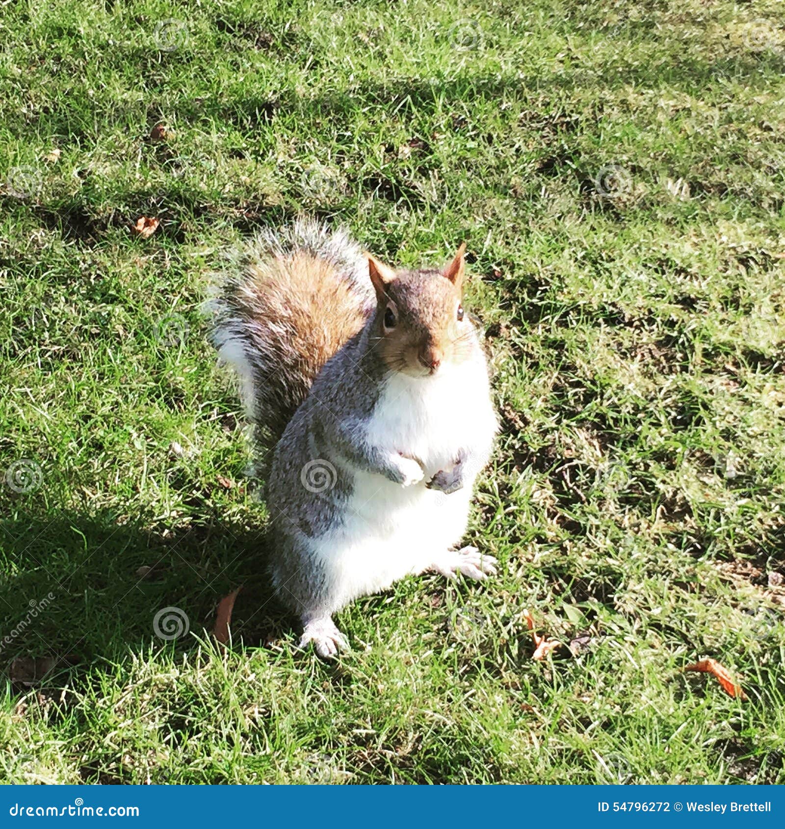 Squirrel stock photo. Image of nature, squirrel, park - 54796272