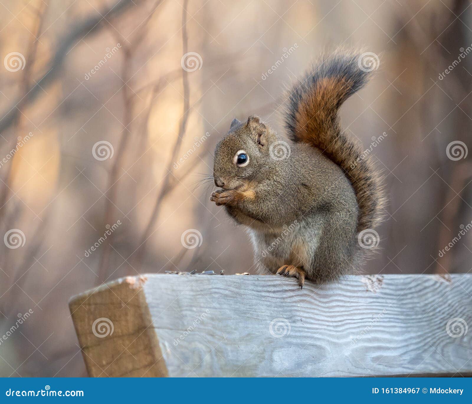 Squirrel on a park bench stock image. Image of wildlife - 161384967