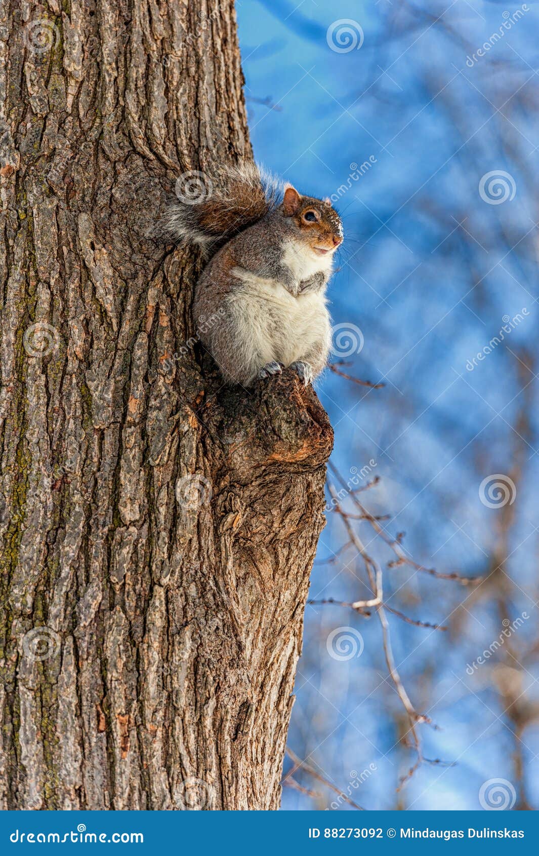 5,997 Squirrel Cold Stock Photos - Free & Royalty-Free Stock Photos ...