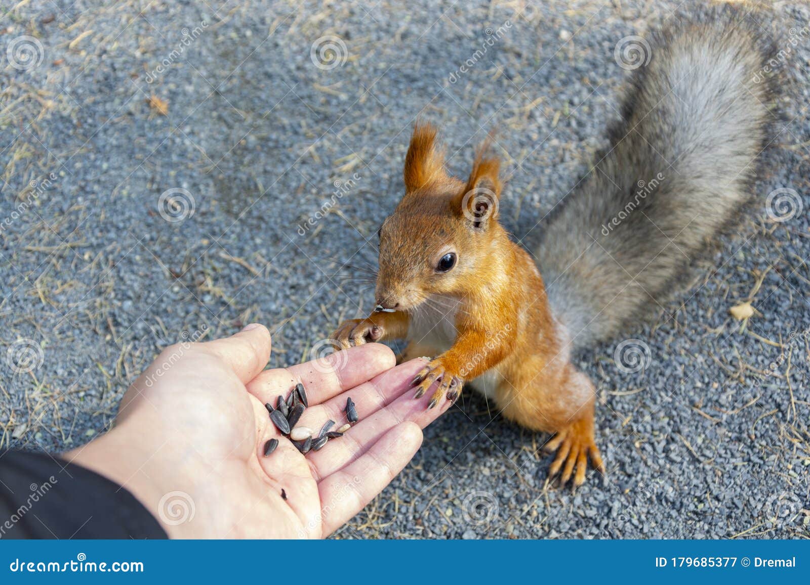 A Squirrel in the Park Eats with a Male Hand Stock Image - Image of ...
