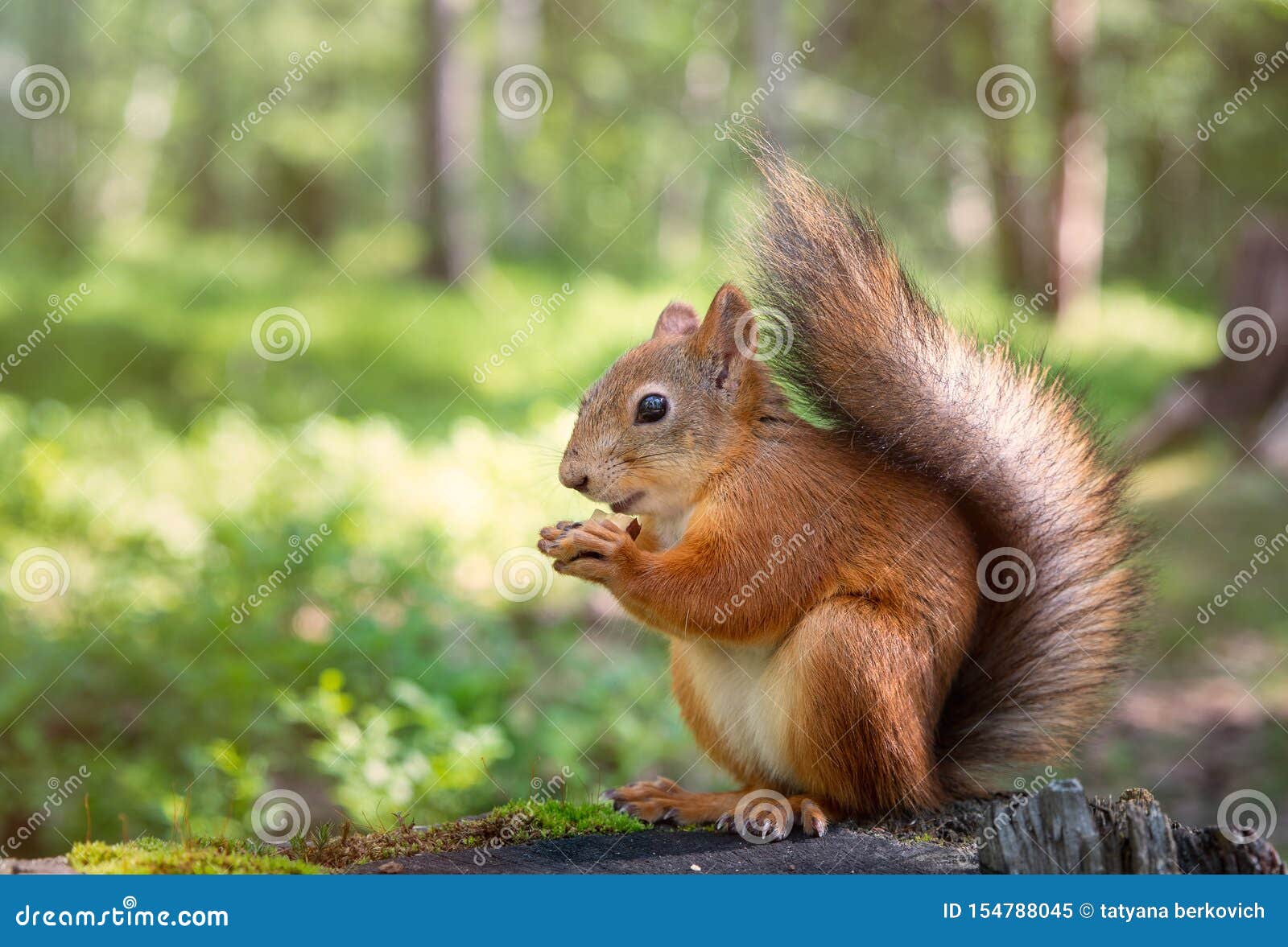 A Squirrel in a Park Sits on a Stump and Eats a Nut Stock Image - Image ...