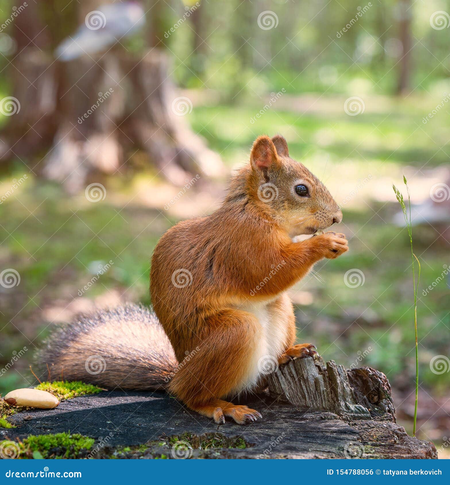 A Squirrel in a Park Sits on a Stump and Eats a Nut Stock Photo - Image ...