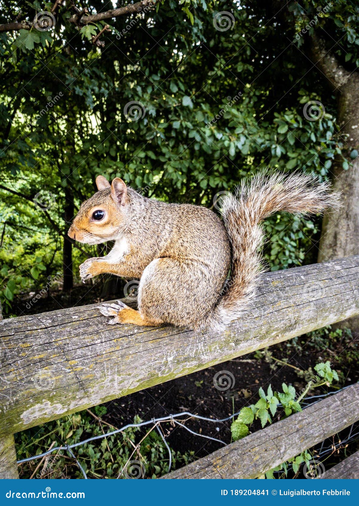 A squirrel in a park stock image. Image of chipmunks - 189204841