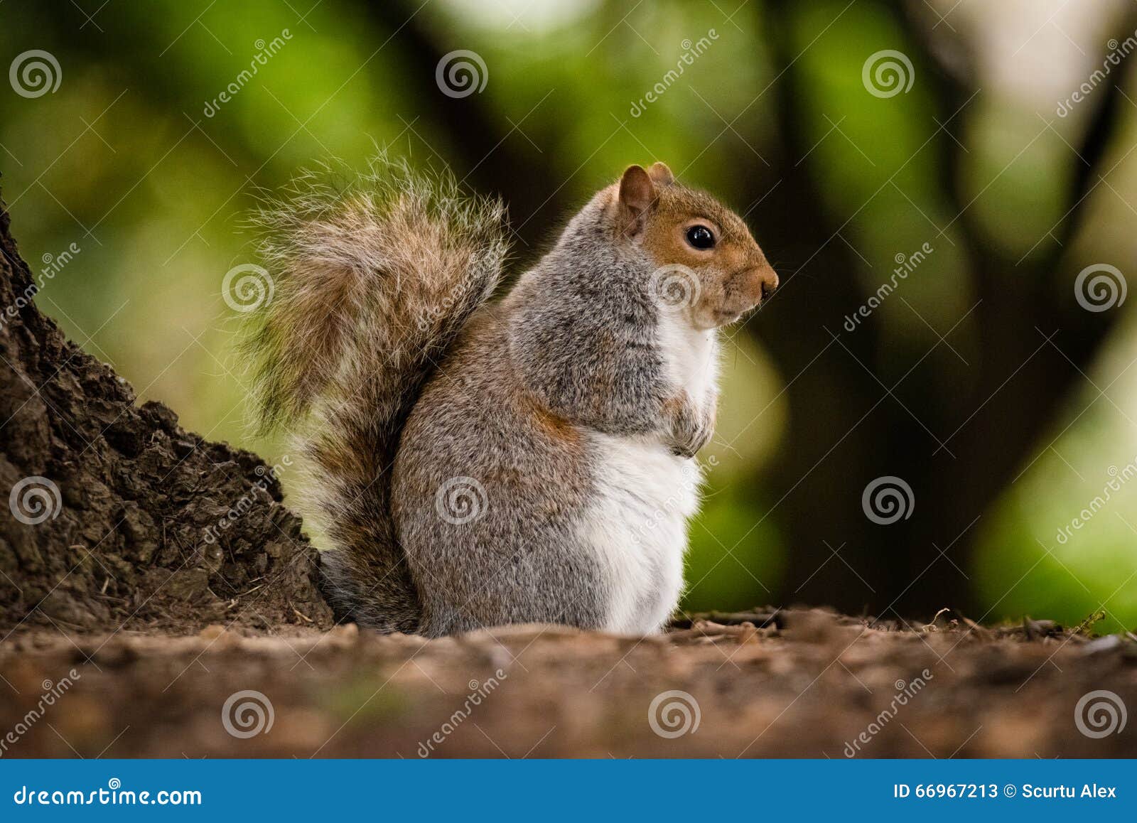 Squirrel stock image. Image of adorable, baby, gnaw, grass - 66967213